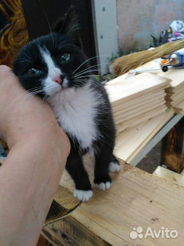 Юные леди и джентльмен