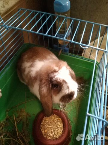 Отдам кролика