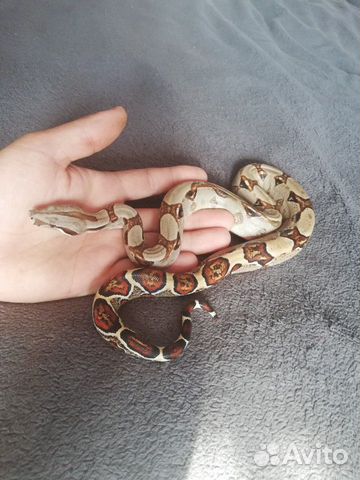 Императорский удав