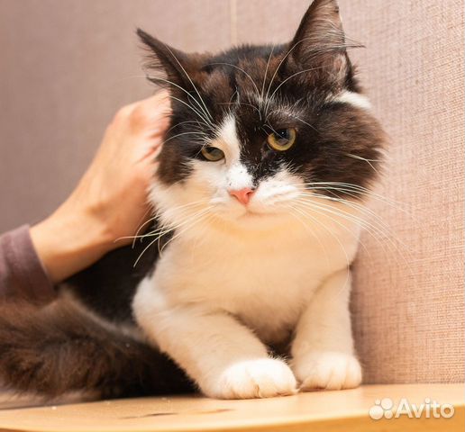 Котик в добрые руки