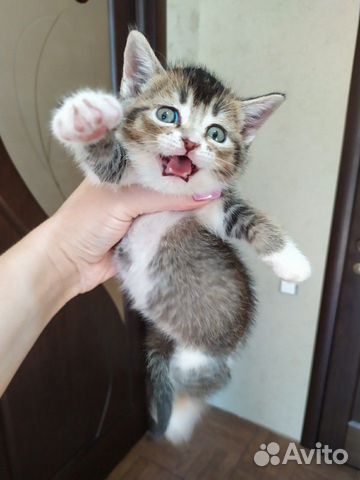 Шиншилла котики и кошечки