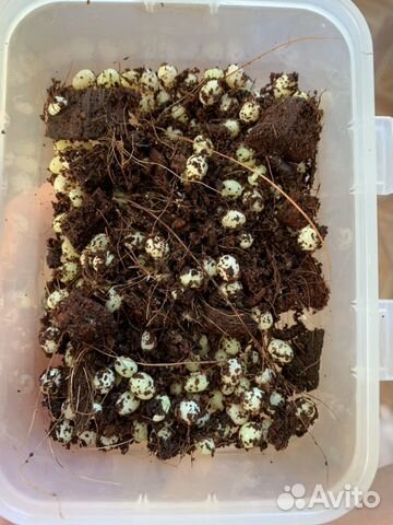 Яйца ахатины улитки