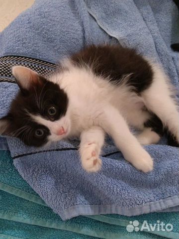 Кошечка коровьего окраса