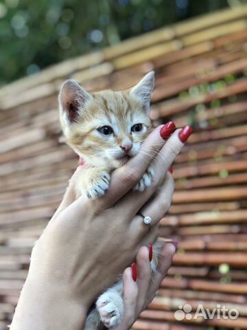 Котята