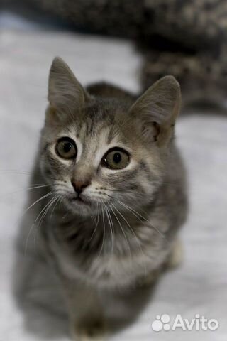 Стефа ищет дом