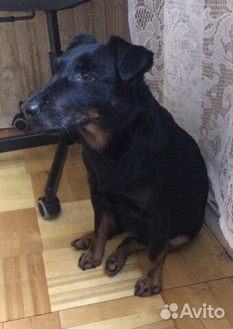 Отдам в добрые руки ягдтерьера