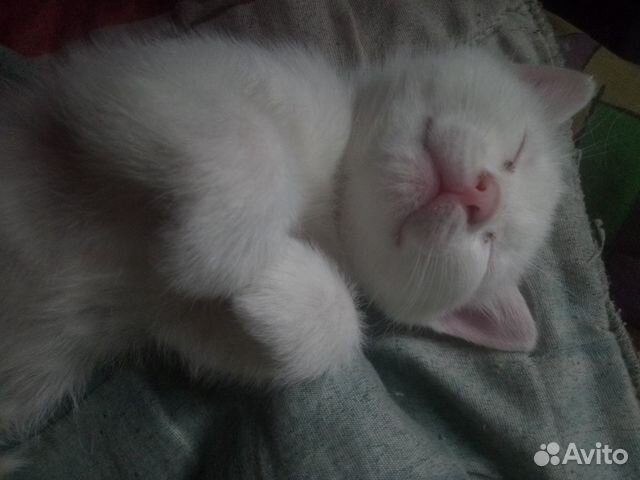 Котенок ангорка