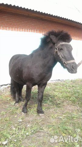 Шетлендский пони