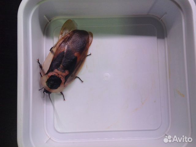 Тропические тараканы