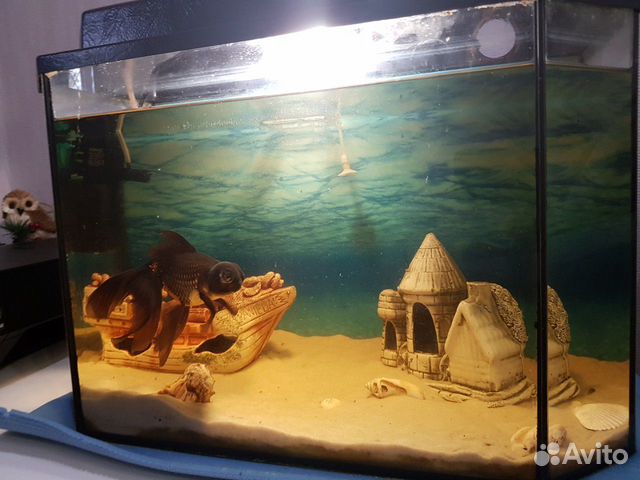 Аквариум с рыбой телескоп