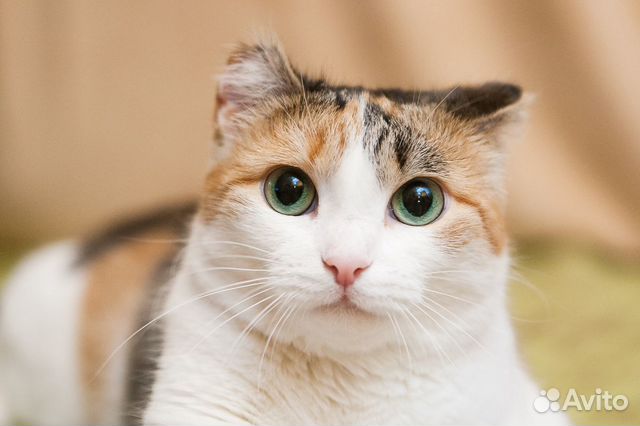 Кошечка Дашенька