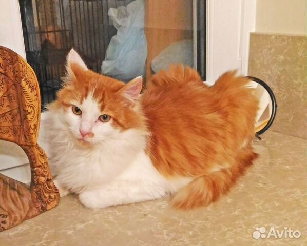 Котик Маркиз метис турецкого вана