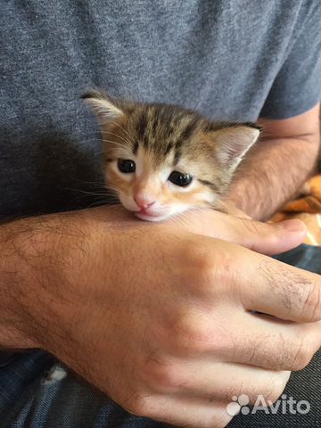 Котёнок дворянский