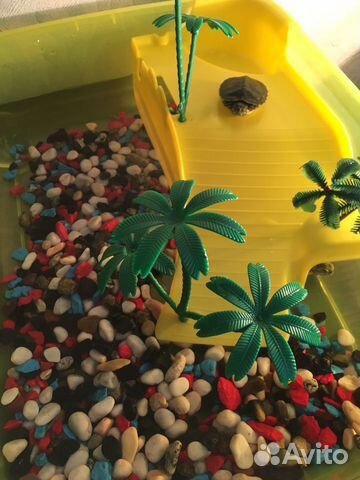 Отдам в дар черепашек