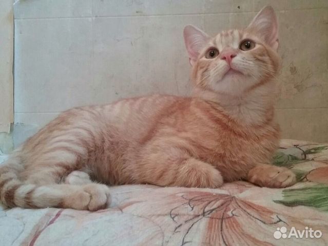 Котёнок Персик - Ласковое рыжее счастье ищет дом