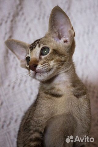 Тикированная циннамоновая кошка