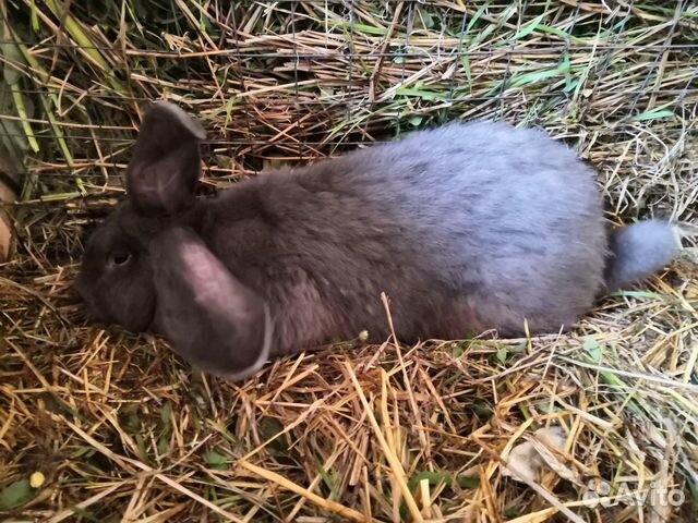 Кролик самец, голубой фландр