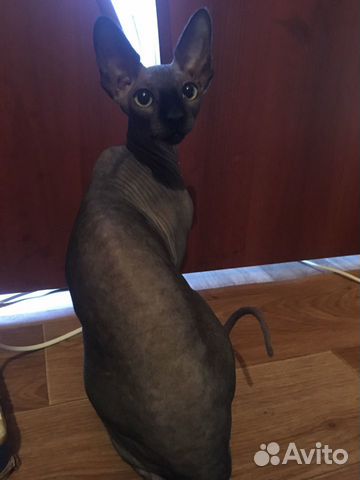 Продам канадского сфинкса