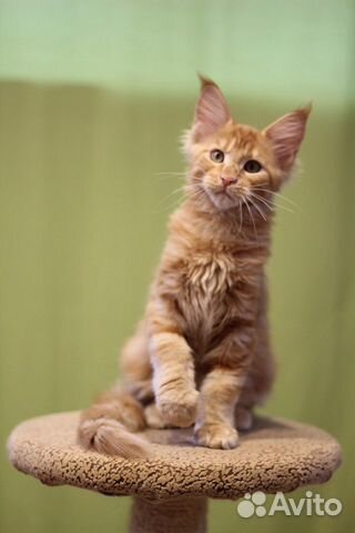 Котята Питомник Мейнкун