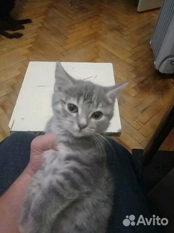 Два котенка девочки,3 мясяца, приучены к лотку игр