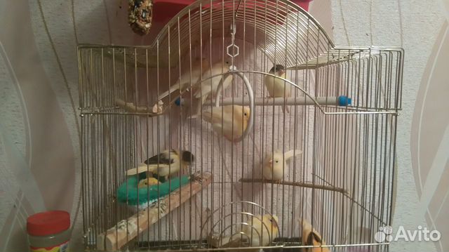 Кенари, канарейки (самцы и самки)