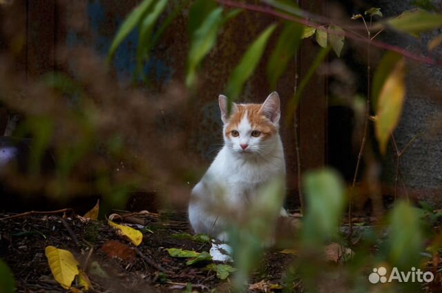 Бездомная котенок-девочка в добрые руки