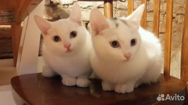 Котята курильский бобтейл x брит