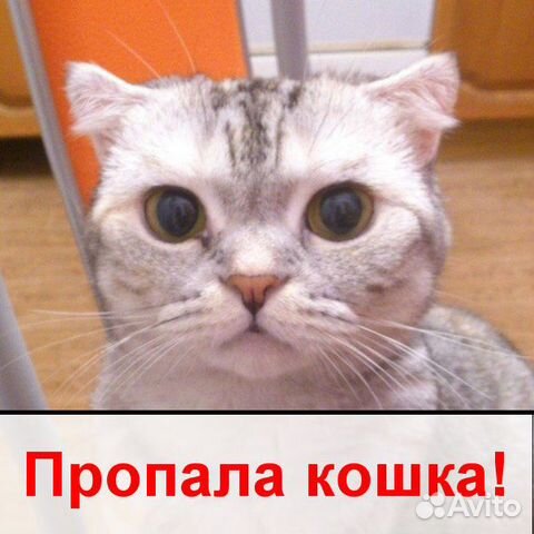 Ищу кошку Роксану