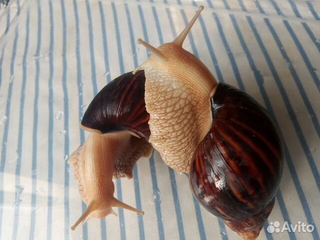 Улитка Ахатина Иммакулята (Иммакулята)