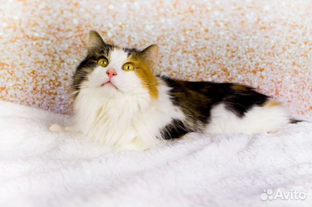 Кошка Люся, 3 года (из приюта)