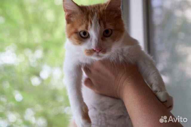 Котенок Ероша