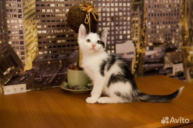 Котенок Марс в добрые руки