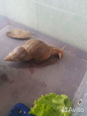 Улитка ахитина