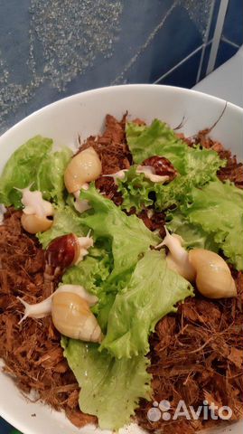 Ахатинская улитка