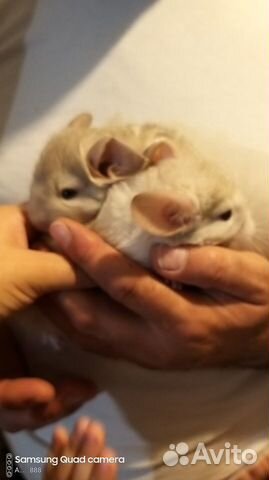 Шиншилла малыш