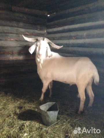 Козел производитель