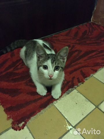 Котик Шурик ищет дом