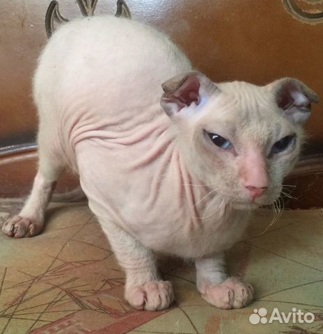 Левкой фолд