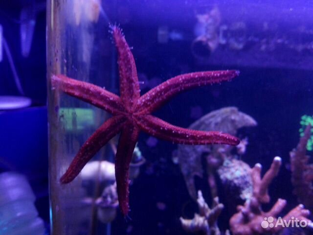 Рыба хирург, хипатус