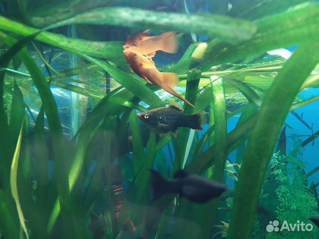 Молинезий и Меченосец