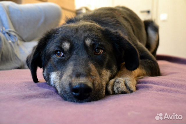 Собака Ханна отличный компаньон и друг для семьи