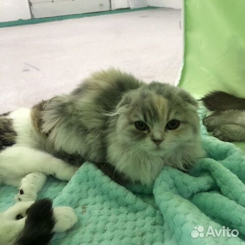 Продаются шотландские котята