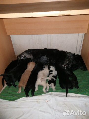 Продаются щенки