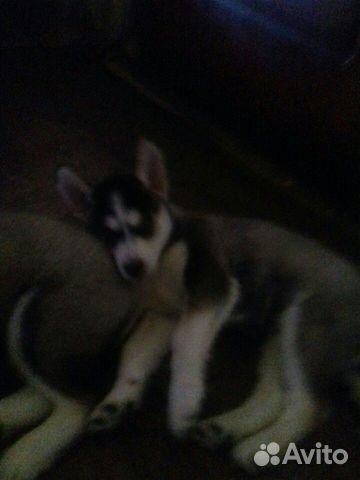 Очаровательные щенки хаски