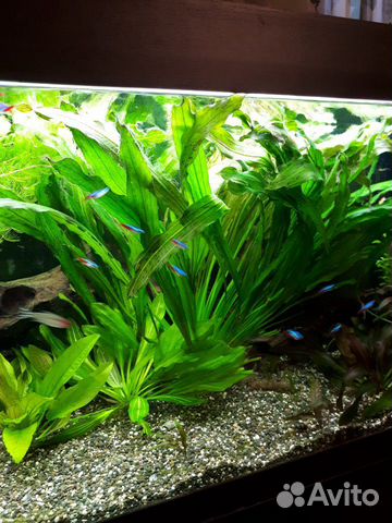 Эхинодорус Дорога короедов