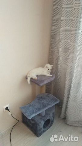 Беленький пушистик