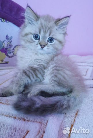 Мальчишка красатун