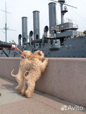 Пшеничный терьер 2 месяца