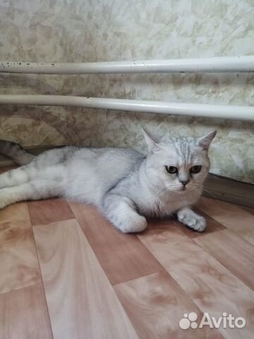 Отдадим кошечку британскую шиншиллу в добрые руки