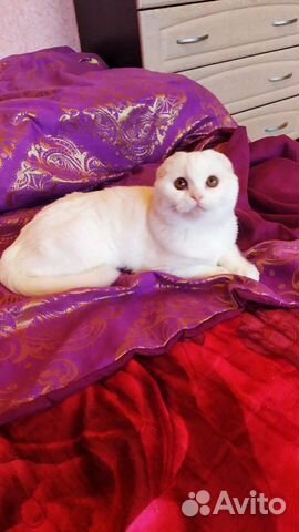 Блондинки с янтарными глазами